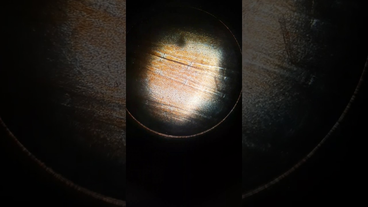 Goldfish Blood Vessels - YouTube