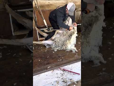 Freshly Peeled sheep shearing asmr - YouTube