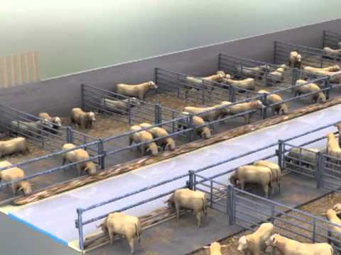 Potstal bij Bief Select - YouTube