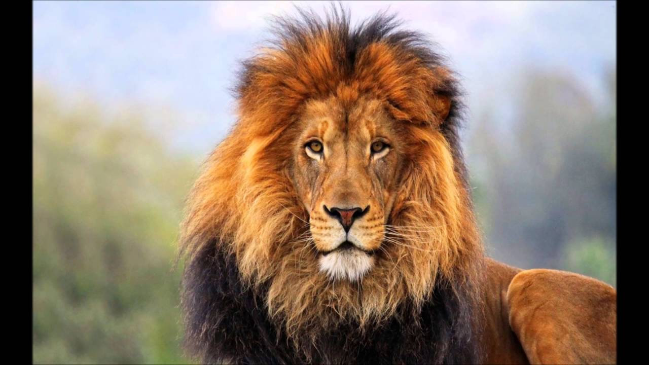 Lejonet av Juda 🦁 - YouTube