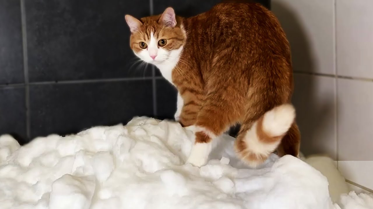CATS & SNOW | Snow games with cats - YouTube