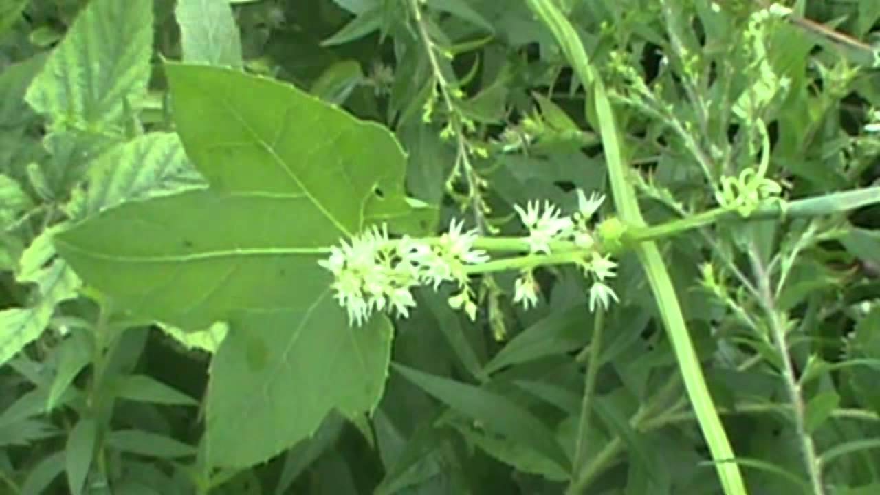 MyNature Apps; Identifying Bur Cucumber, Sicyos angulatus - YouTube