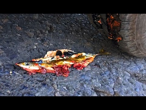 Tire Crush Experiment Fish vs Car! Antistress Crushing Crunchy Sword, Truck!