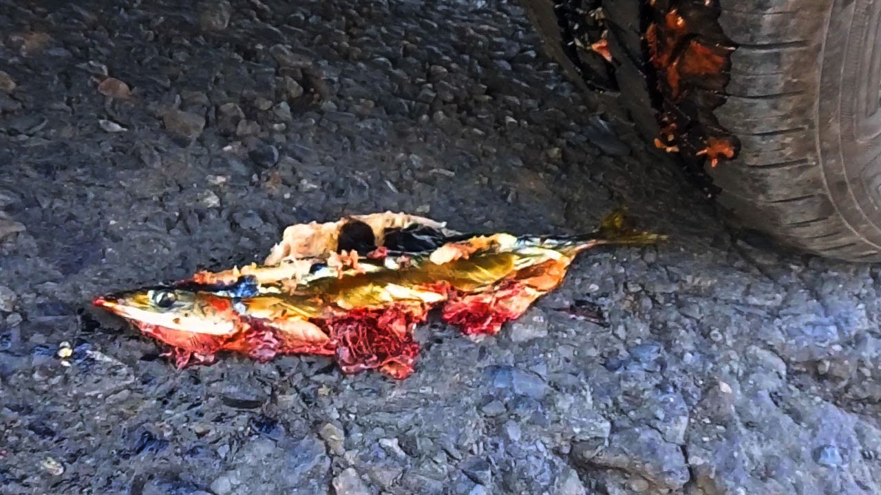 Tire Crush Experiment Fish vs Car! Antistress Crushing Crunchy Sword ...