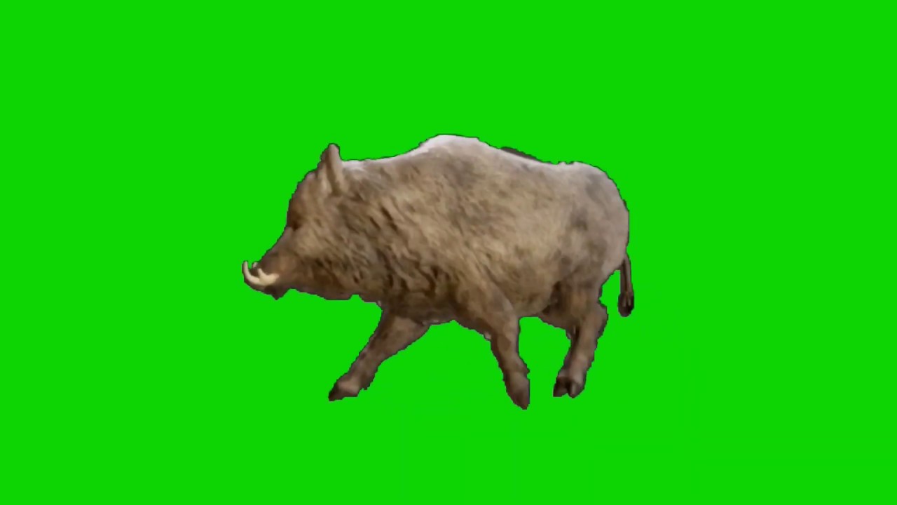 Green Screen Wild Boar - YouTube