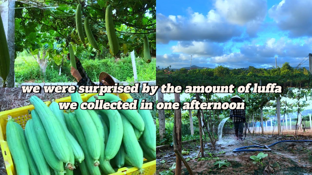 Grandma's small farm harvests luffa every day in huge quantities - YouTube