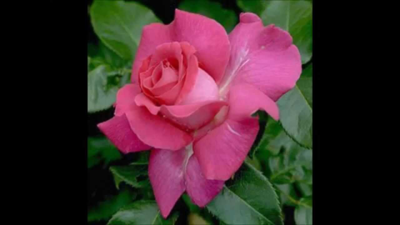 Massimo Ranieri - Rose rosse per te - YouTube