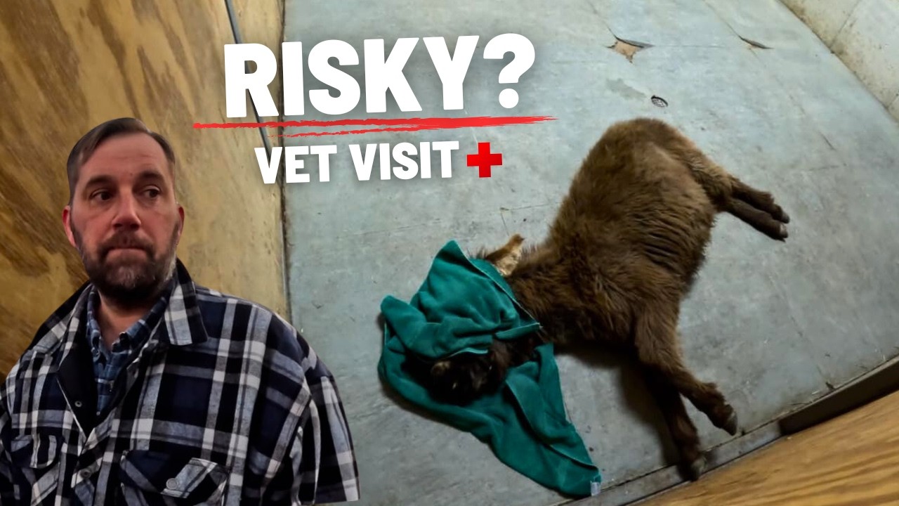 IS THIS TOO RISKY? | Donkey Castration & Horse Dental Work at the Vet ...