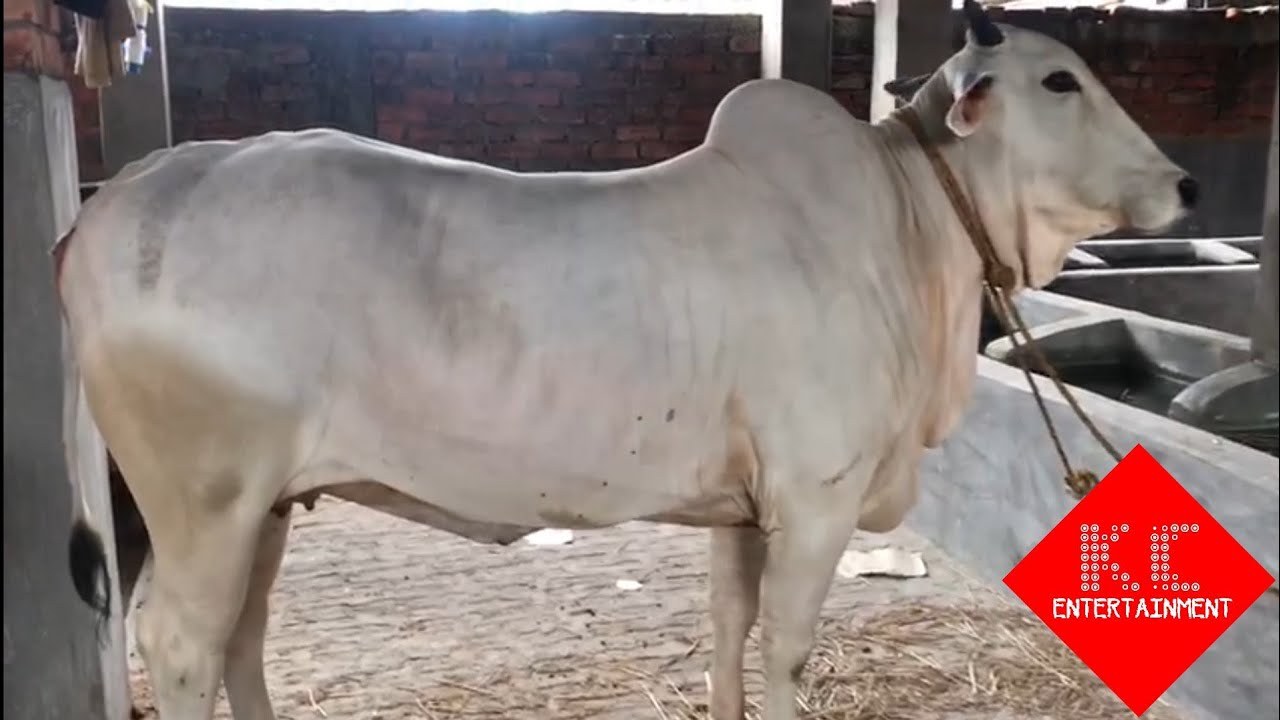Beautiful Bachi Cow //kolkata 2020// - YouTube