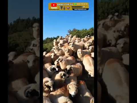 çoban kaval koyun sürüsü