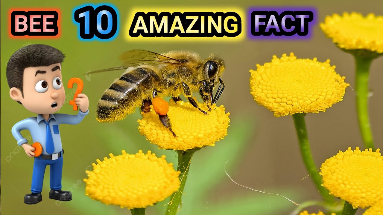 Bee 10 Amazing facts | Bee Wild Life | Honey Bee Real Life | #wildlife ...