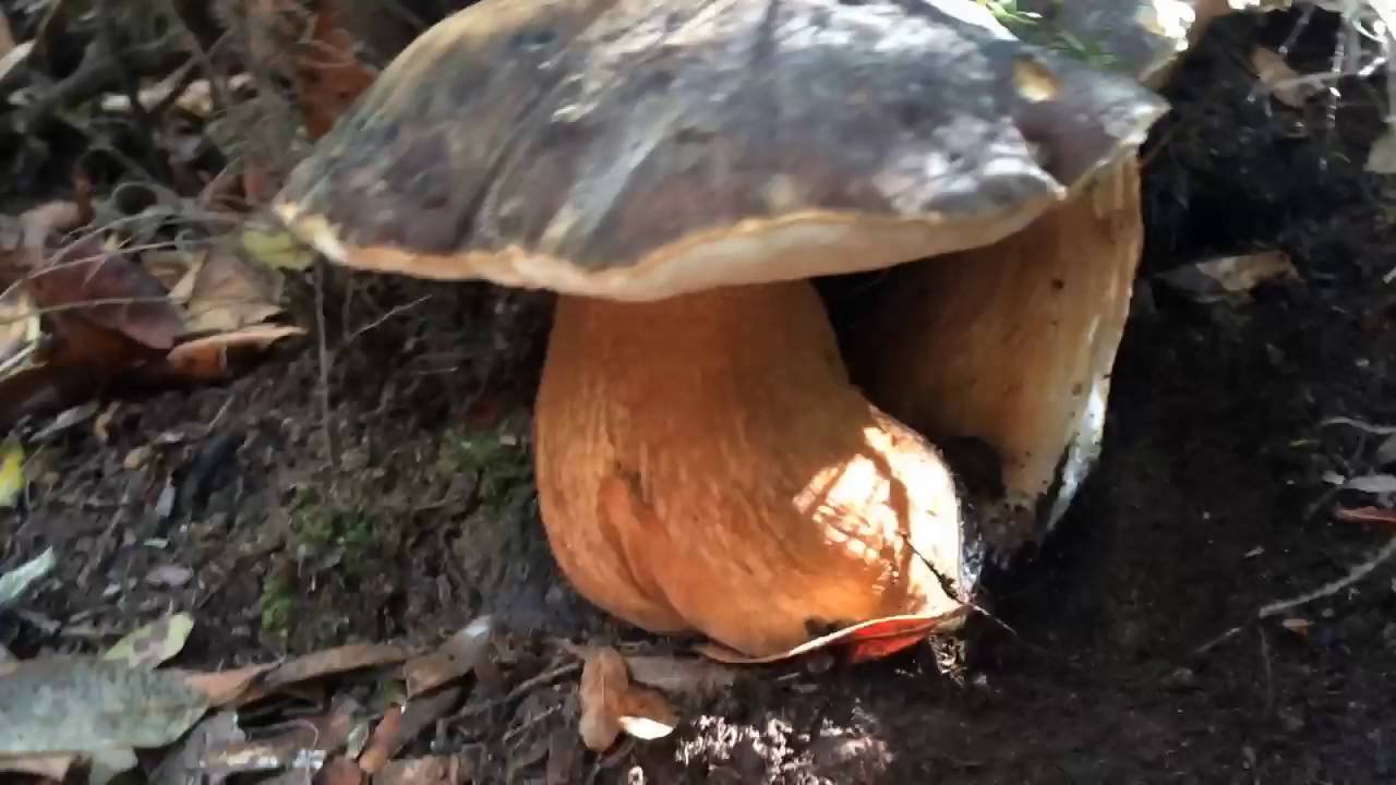 Porcini e Ovoli Sardegna 2015 - YouTube