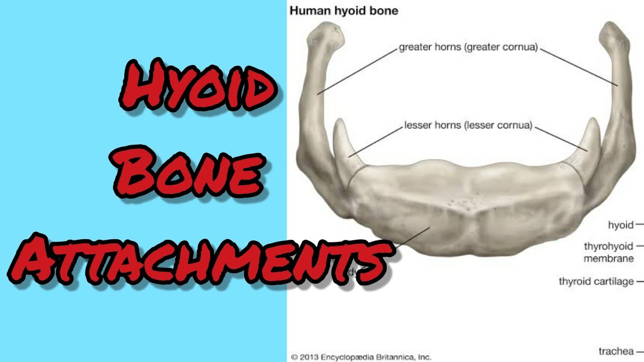 Hyoid bone attachments - YouTube