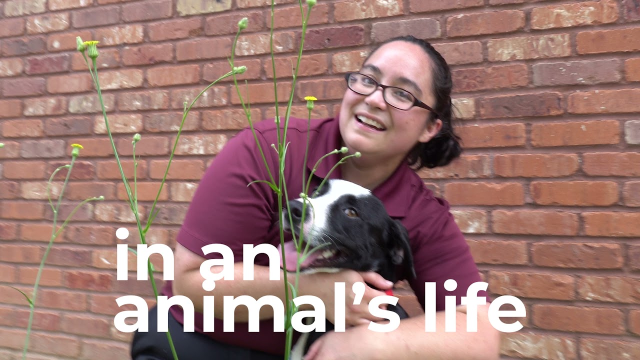 Animal Welfare Recruitment ad 2021 - YouTube