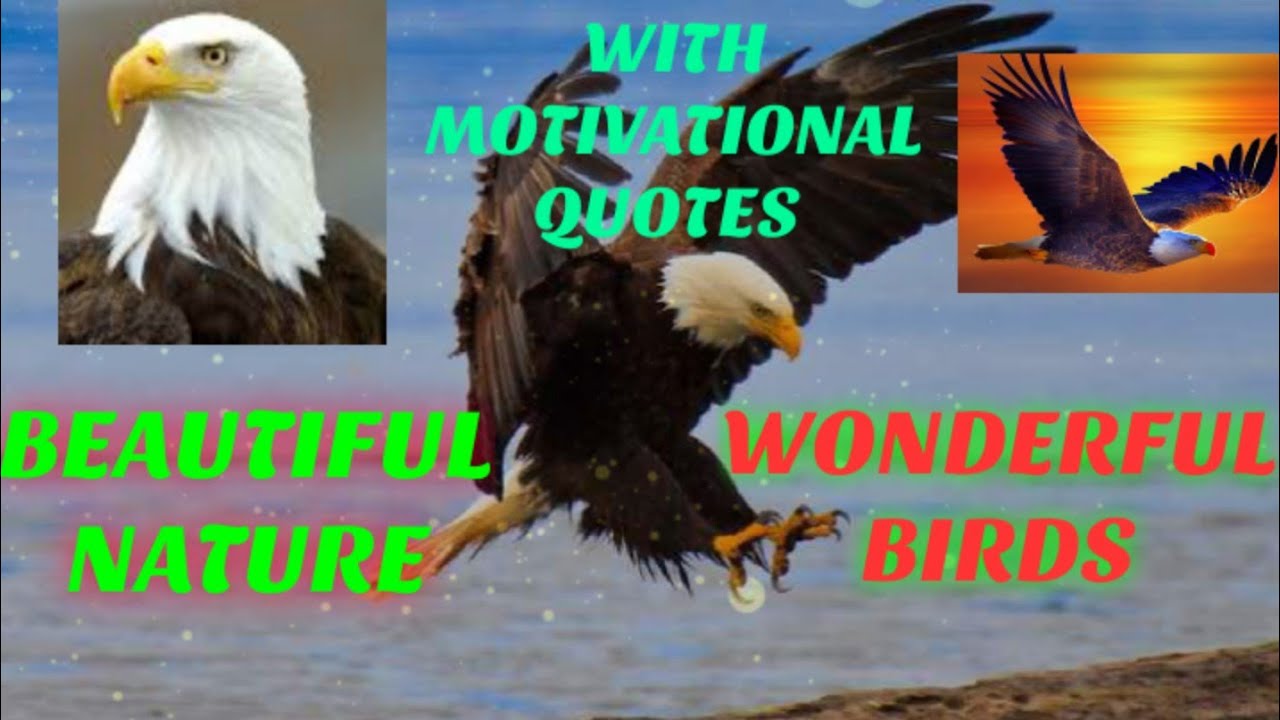 Beautiful sceneries and wonderful birds with motivational quotes. - YouTube
