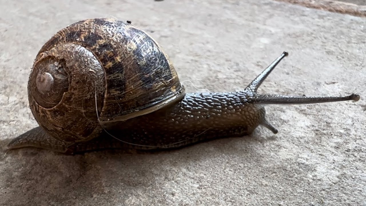 Close up snail moving in beautiful detail - YouTube