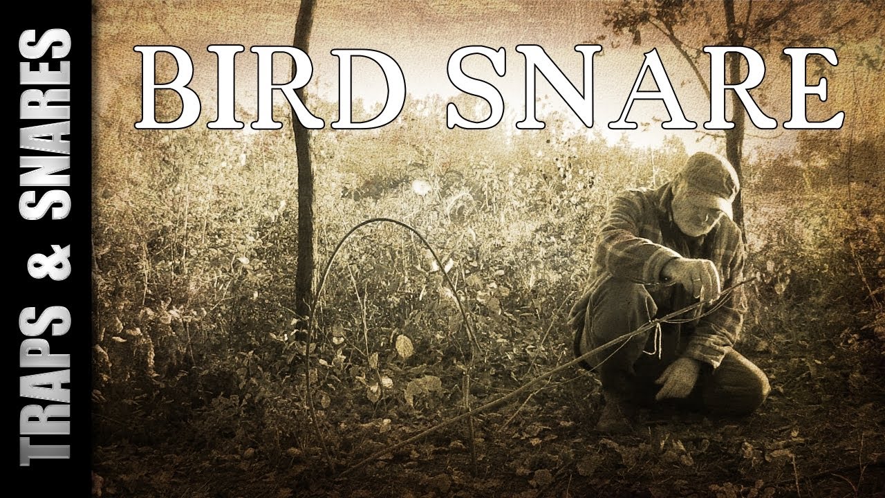 Survival Bird Snare: EASY Wild Game Trap (Wire & Pocket Knife ONLY!) 🐦🔪 ...