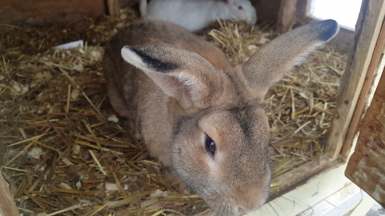 Rabbit breeding - YouTube