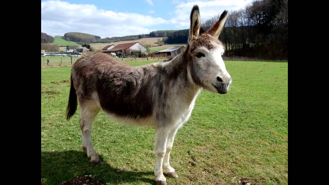 donkey sounds - YouTube