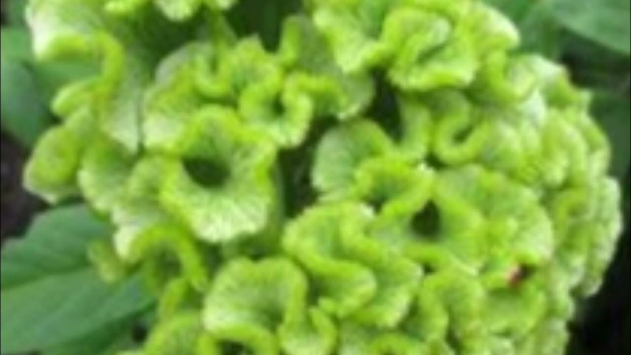 808 Area Code YouTube 808-area-code-youtube