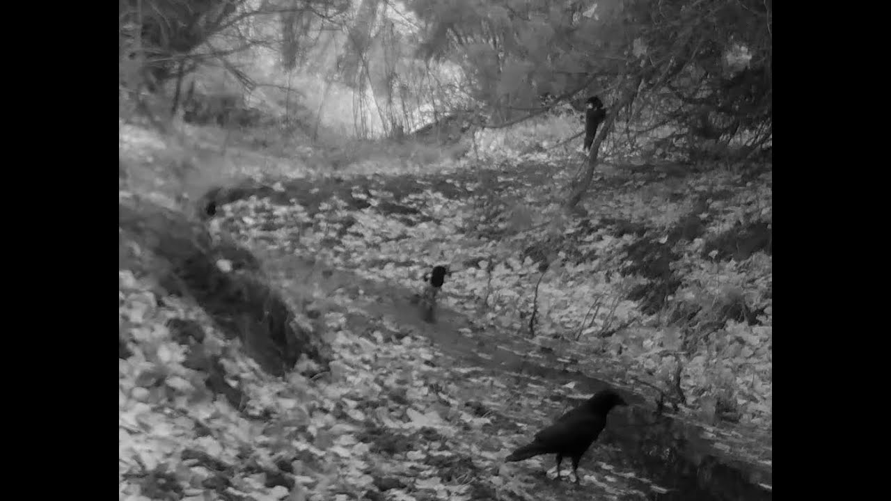 American crow and black billed magpies at creek Nebraska 2024 - YouTube