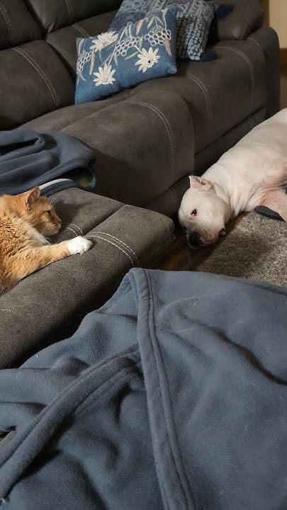 Cat chilling with Dogo Argentinos #dogoargentinos #cats #ragdolls - YouTube