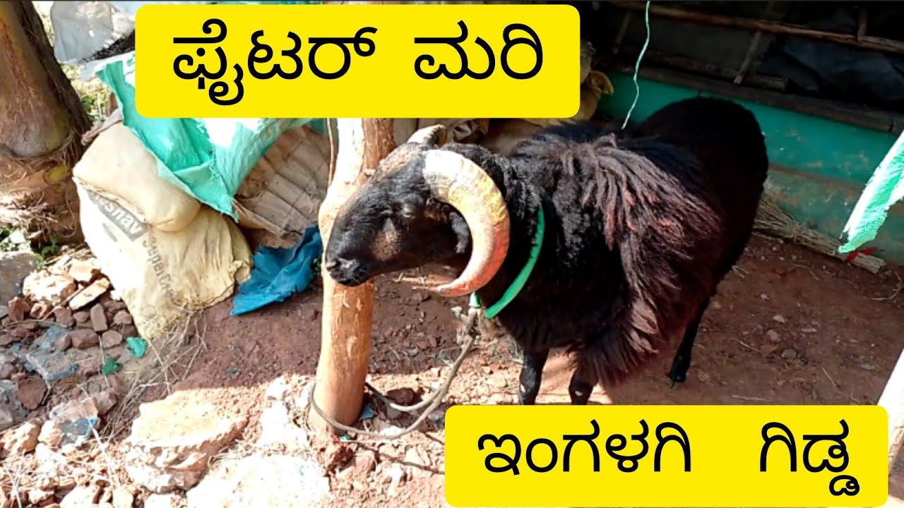ಇಂಗಳಗಿ ಗಿಡ್ಡ. fighter 2 teeth sheep. - YouTube