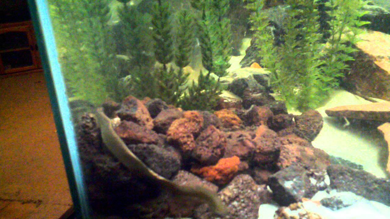 M. Dayi, black spotted eel feeding - YouTube