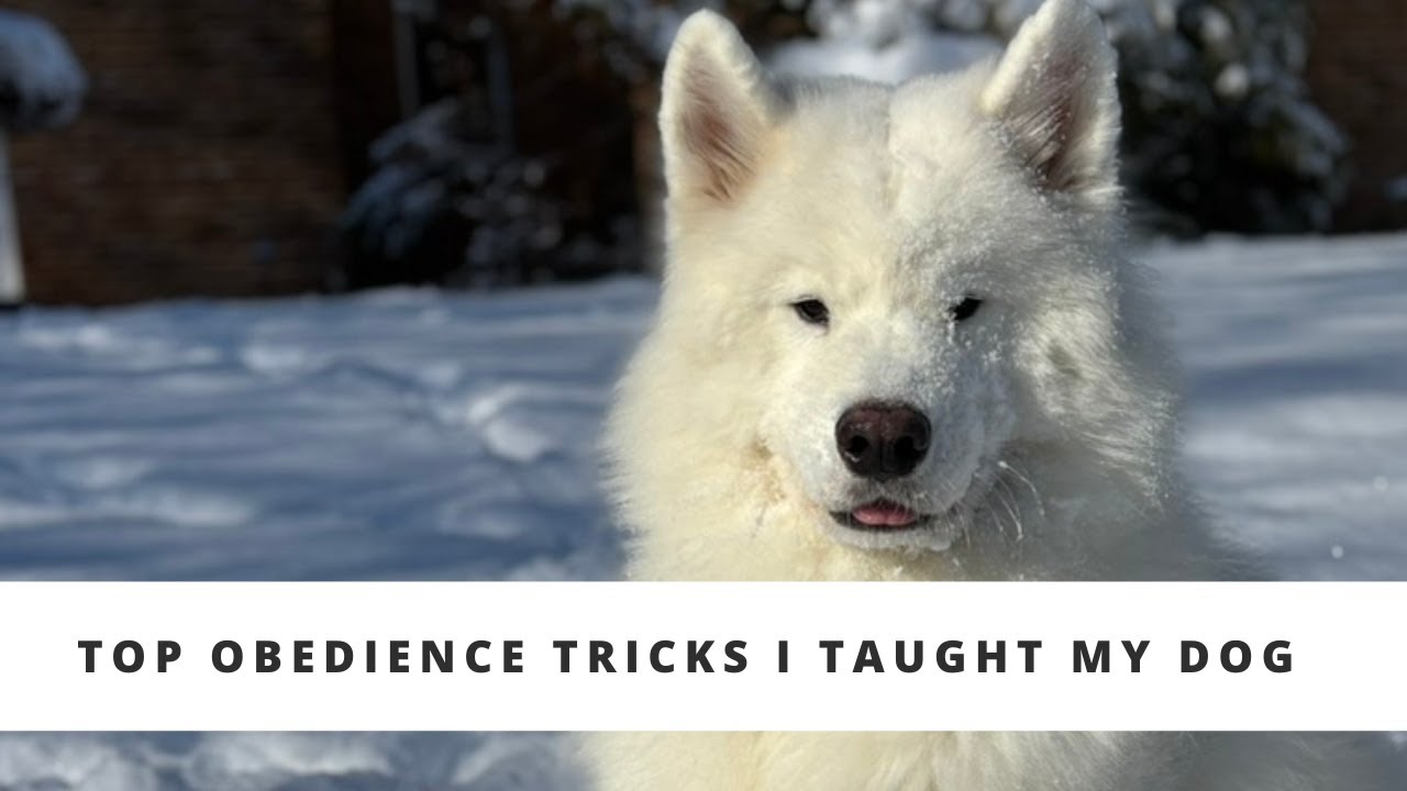 Top Obedience Tricks I Taught my Samoyed Dog! - YouTube