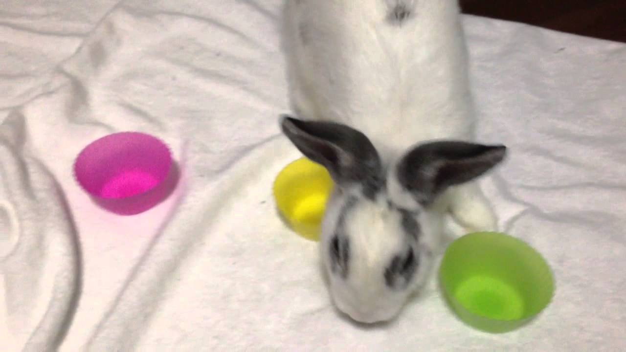 Cutest Bunny Rabbit Ever! - Good Luck Marshmallow #013 - YouTube