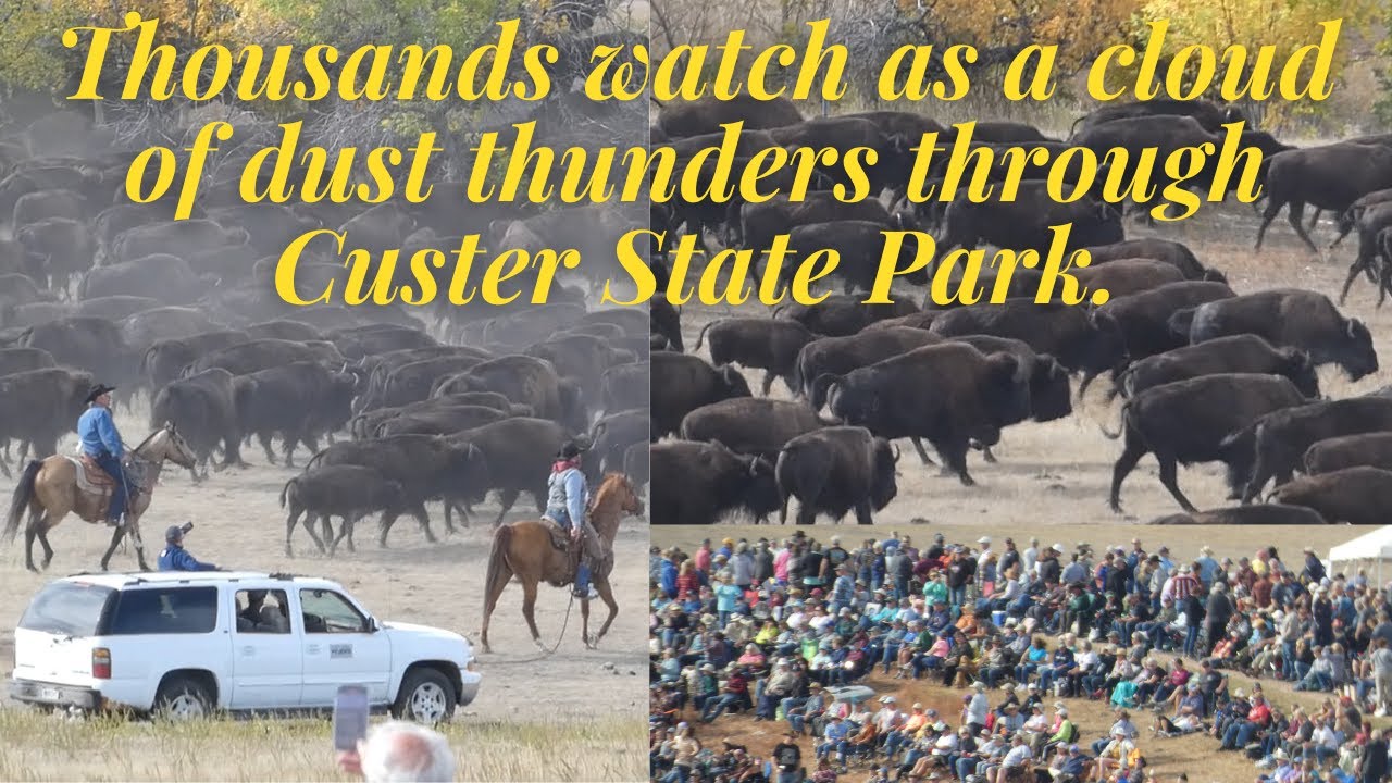 Fourteen hundred Bison leave a huge dust cloud! #travel #rvlife # ...