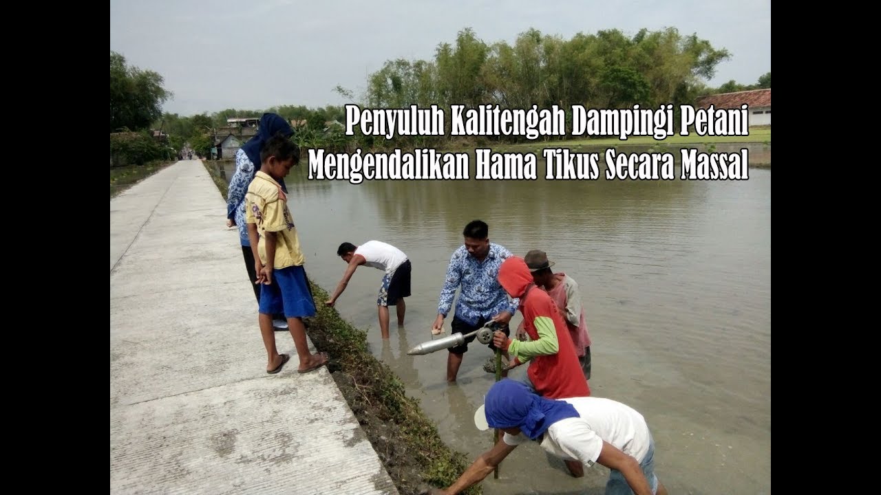 Hama Tikus Merajalela?, Begini Cara Efektif Mengendalikannya! Tikus ...