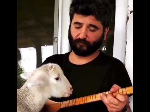 Türkü Dinleyen Dertli Kuzu