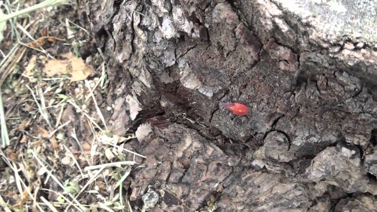 Red Bugs - YouTube