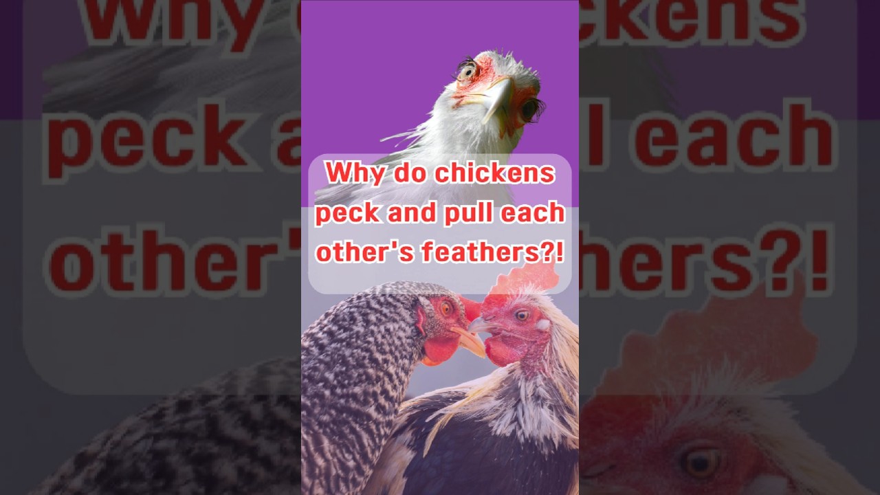 Why do chickens peck and pull each other's feathers?! - YouTube