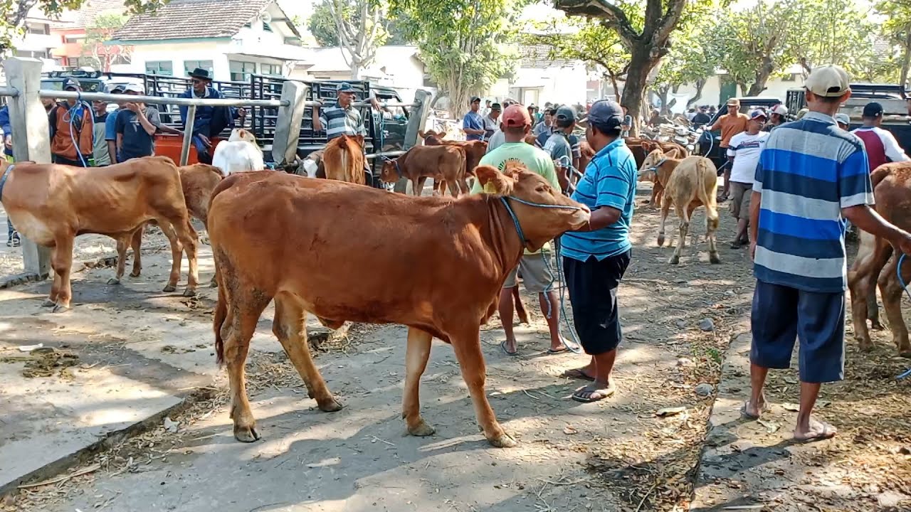 27 Juta Nego‼️Sapi Indukan Jumbo Hamil 6 Bulan || Pasar Sapi Gringging ...