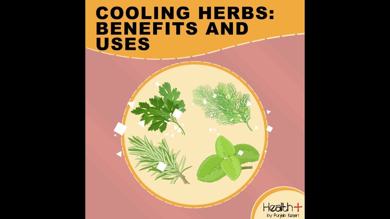 Cooling Herbs: Benefits and Uses - YouTube
