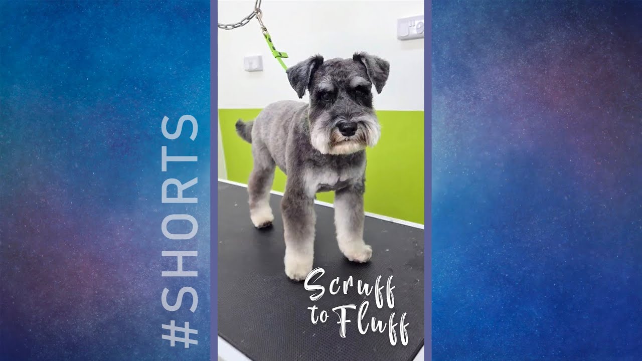 Scruff to Fluff: Miniature Schnauzer #shorts - YouTube