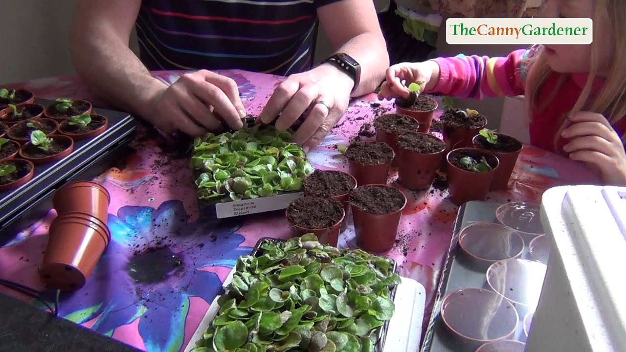 Jonathan - The Canny Gardener Online Manager planting his Begonia ...