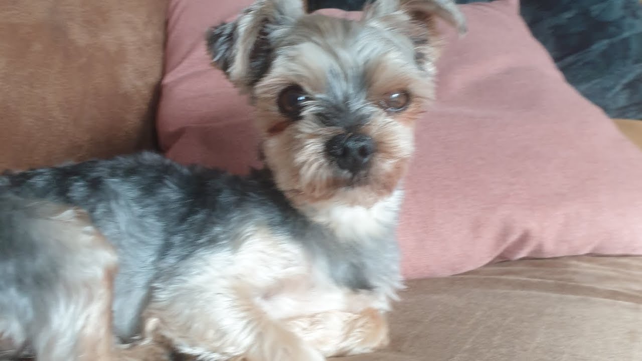 i got dev in this gtag copy... - YouTube