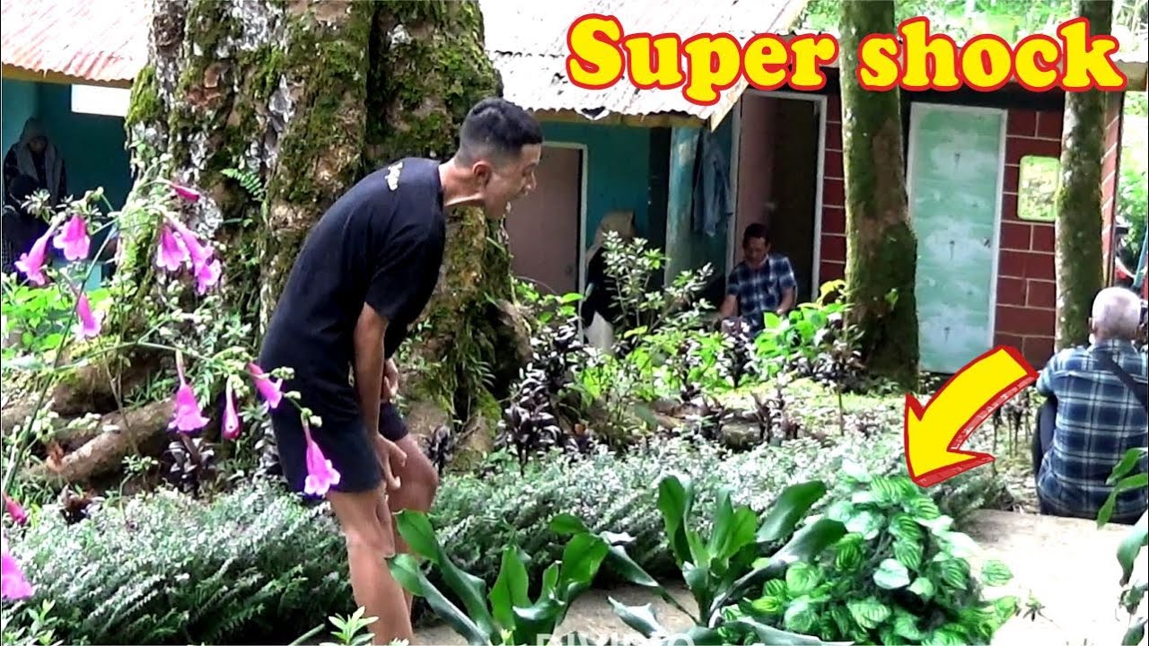 Kaget kocak..!! Bushman prank jahil - YouTube