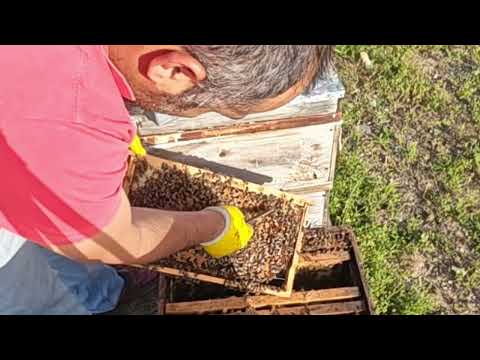 Demaree metodu, geniş kat ile oğul önleme. Zayıf arı neden oğula gider?  Islah edilmiş arı avantajı.
