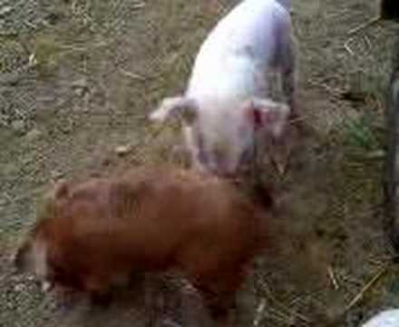happy pigs playing outdoors and falling over - YouTube