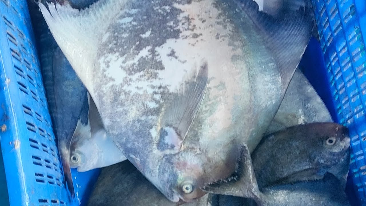 amazing dry fish cary - YouTube