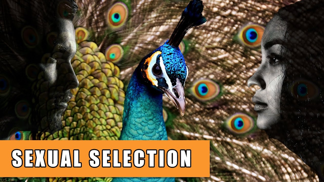 Sexual Selection in Humans - YouTube