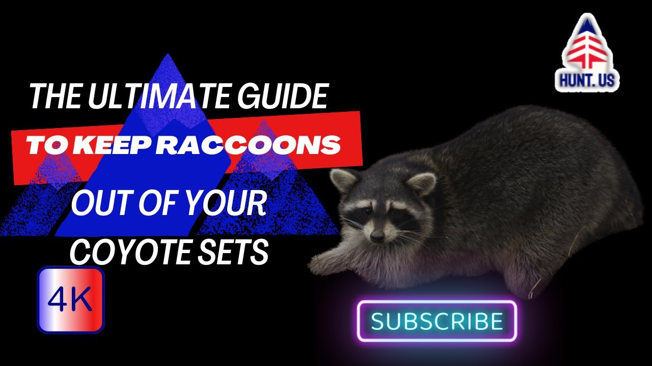 The Ultimate Guide to Keeping Coons out of your Coyote Sets - YouTube