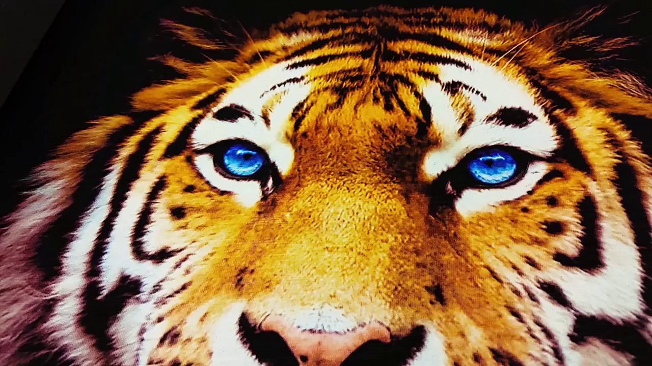 M2 Printing Tiger 16 x 24 inches - YouTube