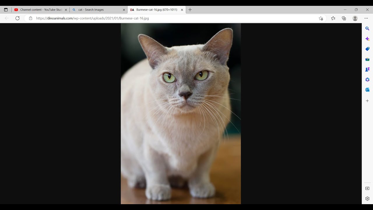 Funny animal reaction - YouTube