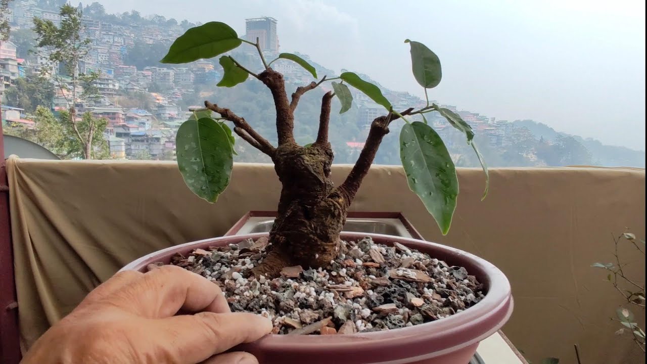 Ficus Virens | Branch Pruning | Root Pruning | Repotting - YouTube