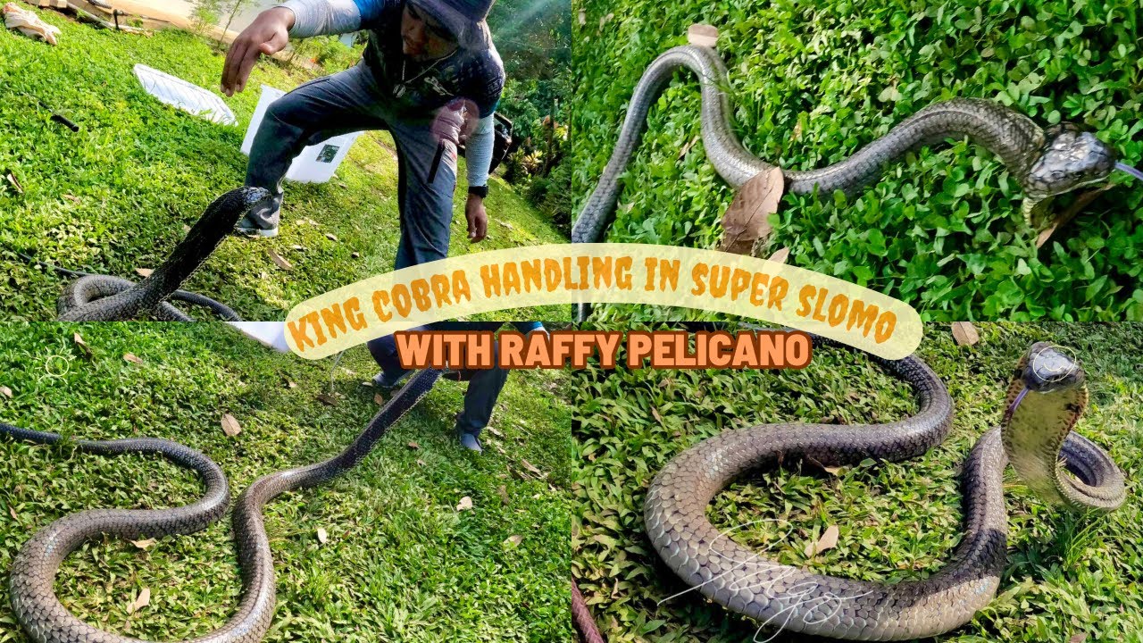 DAVAO CITY King Cobra (Banakon) in Super Slow Motion!! #banakon - YouTube